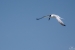 WINGS OVER WATER WILDLIFE FESTIVAL, OUTER BANKS, NORTH CAROLINA